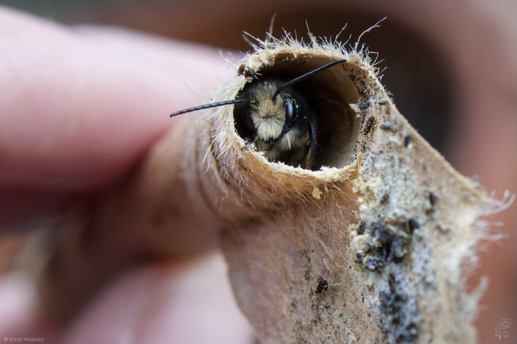 film – Osmia [mason bees hatching] – Kirsti Wakelin